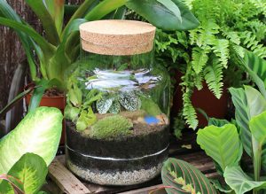 How To Add Soil and Other Layers For Terrariums