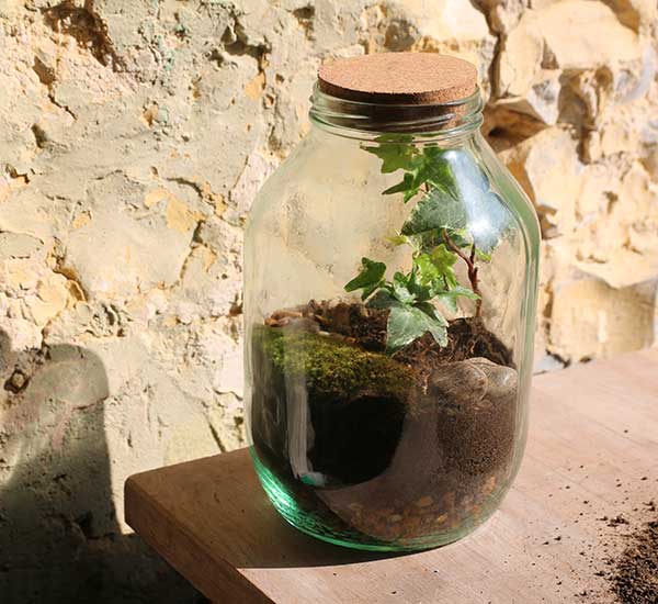 Kids Activities: Make Your Own Terrarium At Home