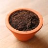 How To Care For Your Croton House Plant