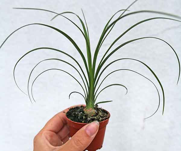 Buy Baby Ponytail Palm - Suitable for Terrarium