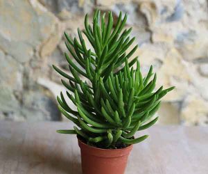 Senecio Himalaya - Beautiful and Unusual Succulent Plant