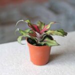 How To Care For Your Earth Star Plant (Cryptanthus Bivittatus)