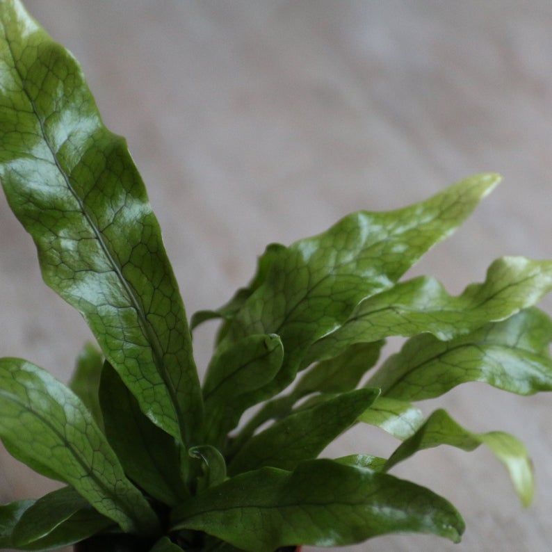 How To Care For Your Crocodile Fern - House Plant Guide